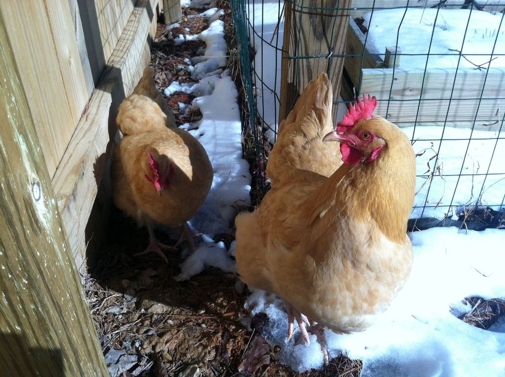 Triangle Chicken Advocates | Vegan chicken sanctuary & rescue