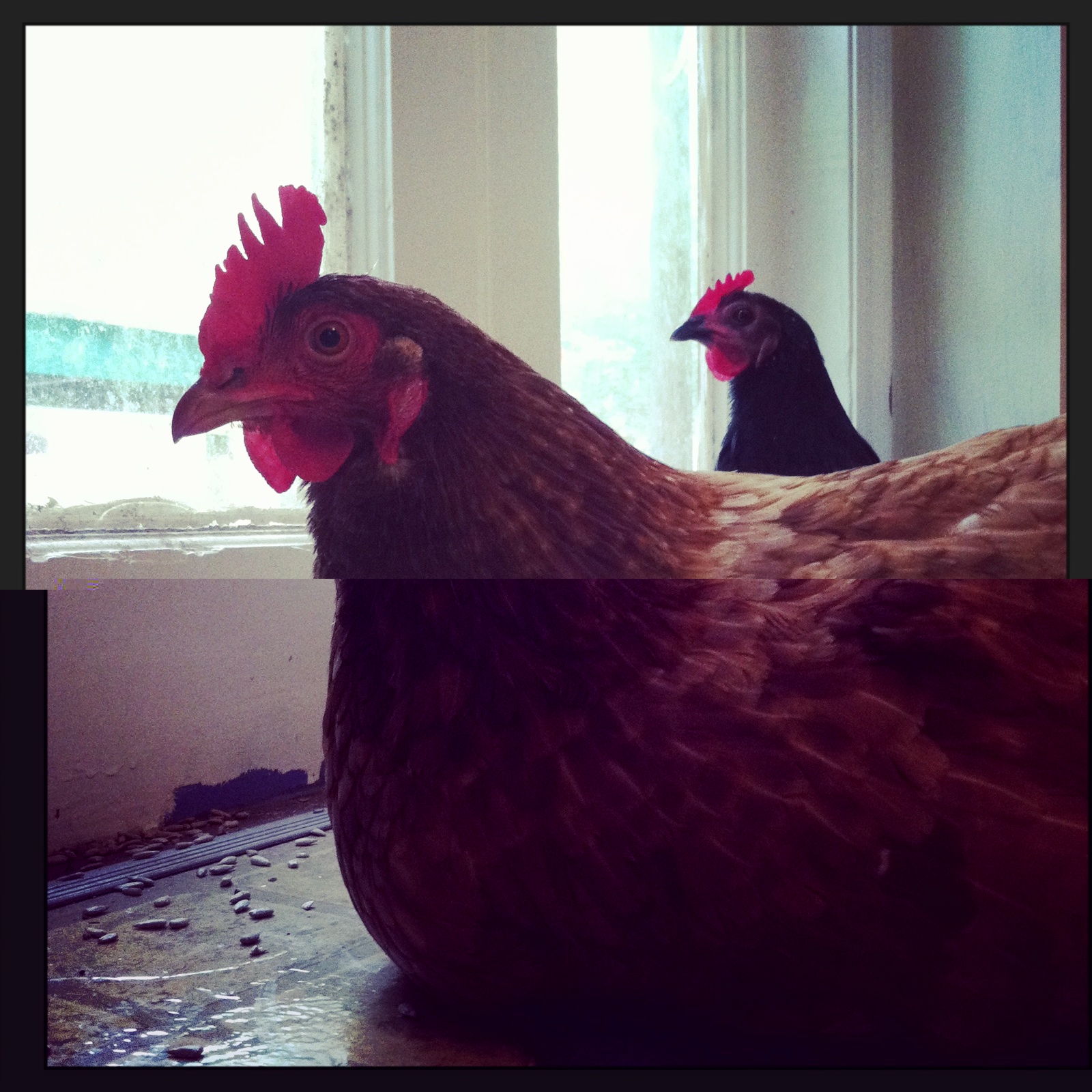 Triangle Chicken Advocates | Vegan chicken sanctuary & rescue