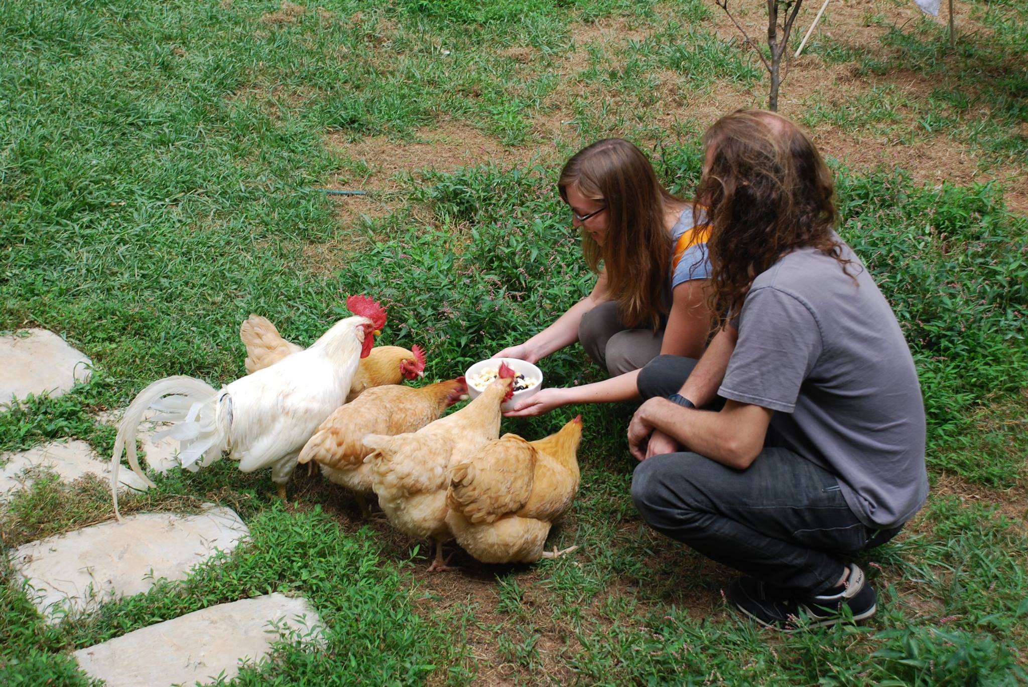 Triangle Chicken Advocates | Vegan chicken sanctuary & rescue