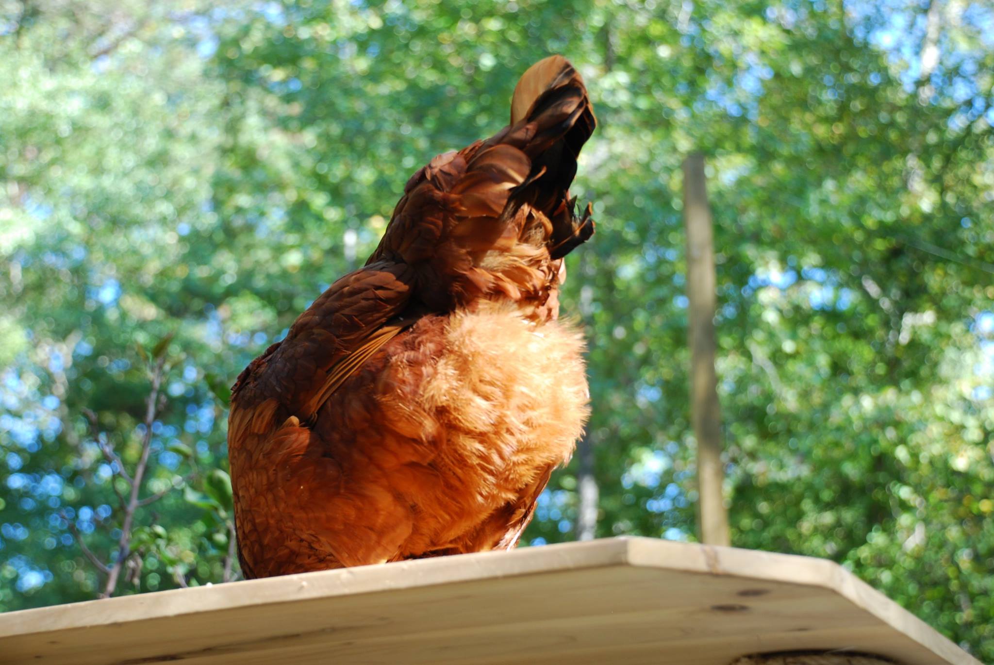 Triangle Chicken Advocates | Vegan chicken sanctuary & rescue