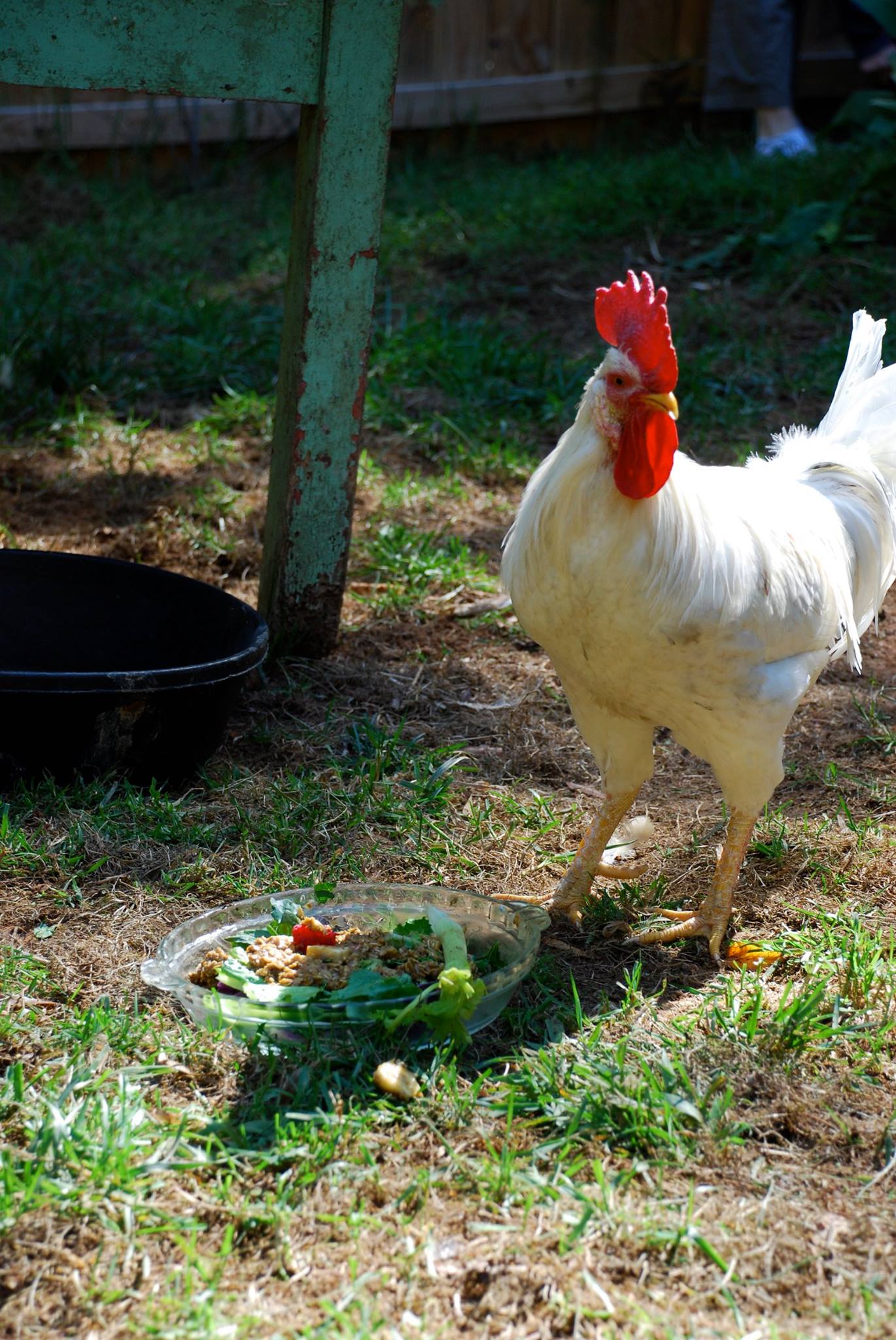 Triangle Chicken Advocates | Vegan chicken sanctuary & rescue