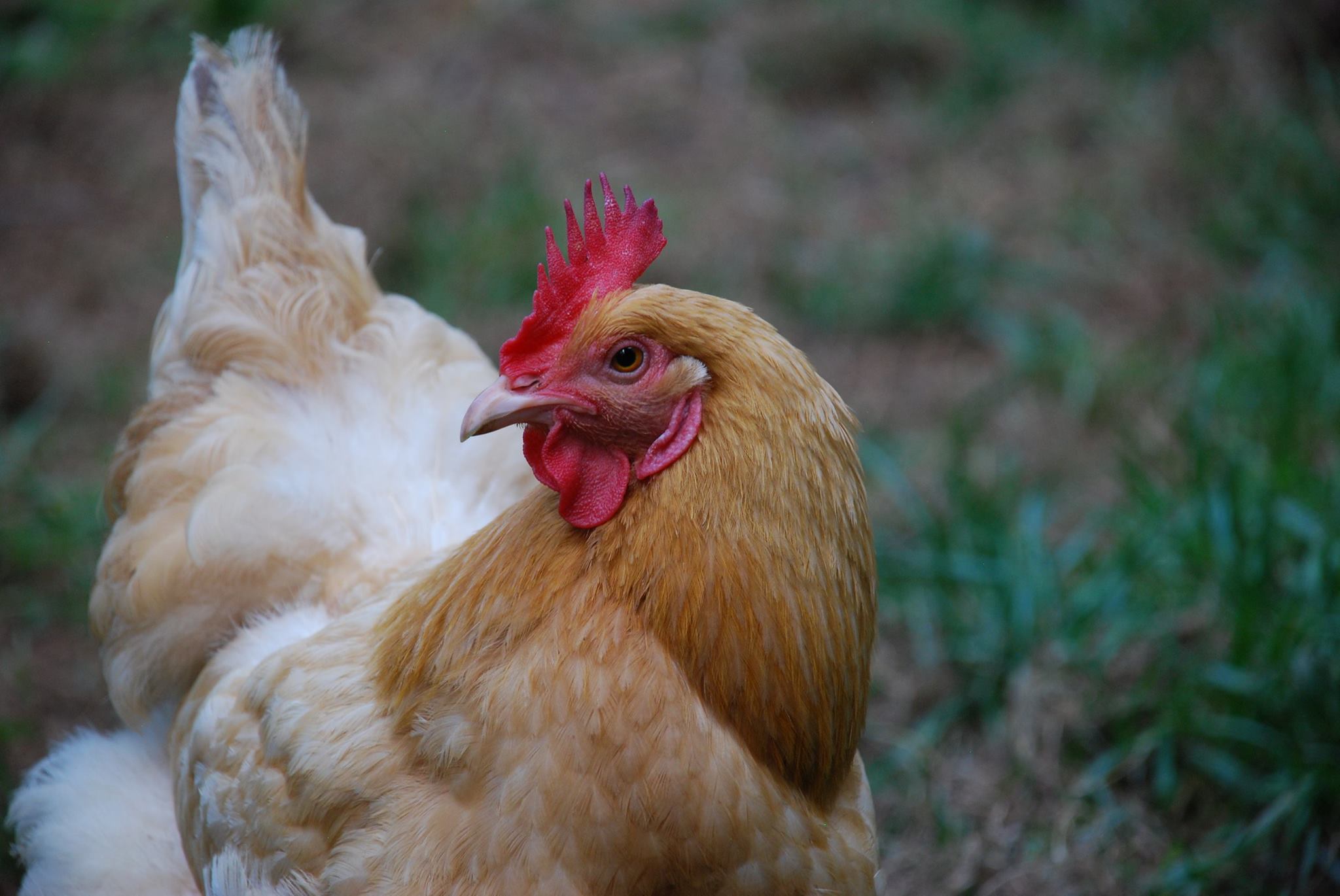 Triangle Chicken Advocates | Vegan chicken sanctuary & rescue