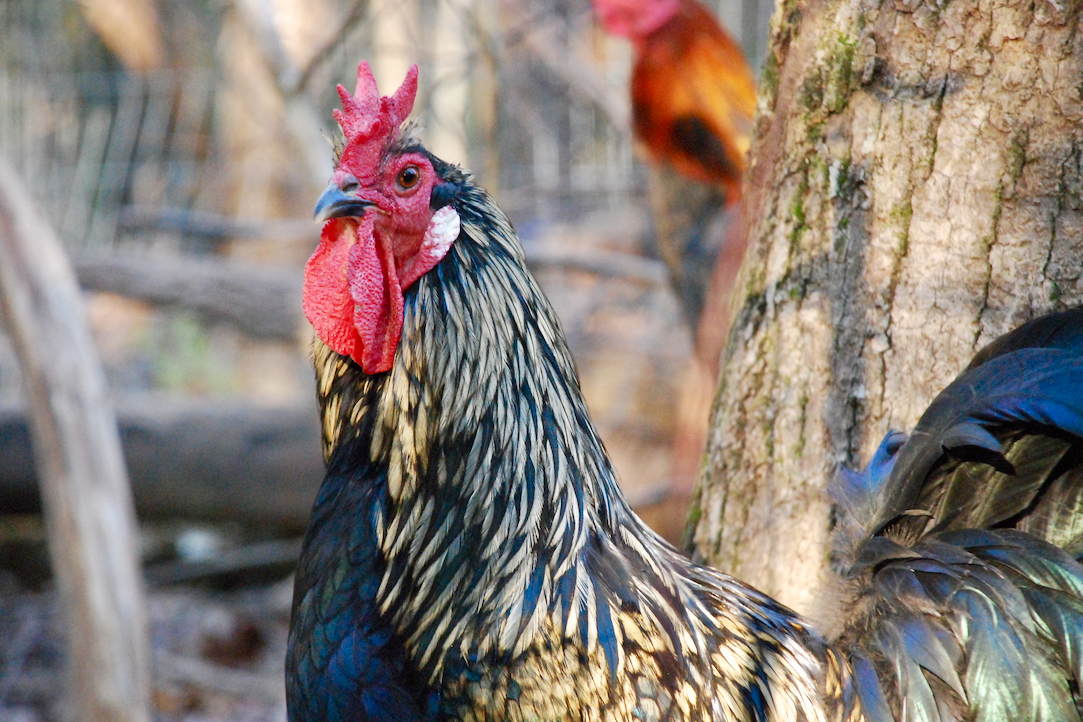 Triangle Chicken Advocates | Vegan chicken sanctuary & rescue